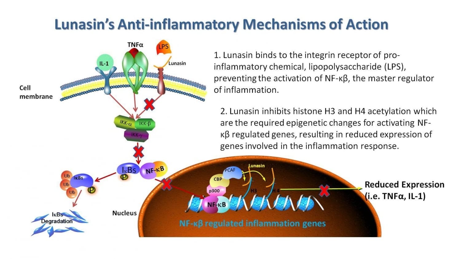 Lunasin Reduces Inflammation - Wealth Thru Nutrition - Reliv European Union